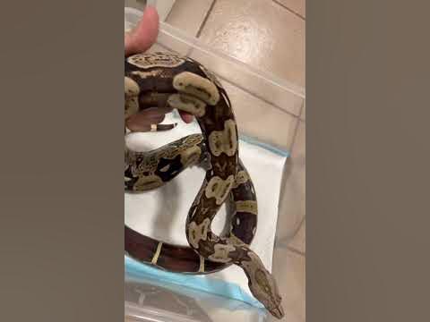 Boa constrictor surinam mâle - YouTube