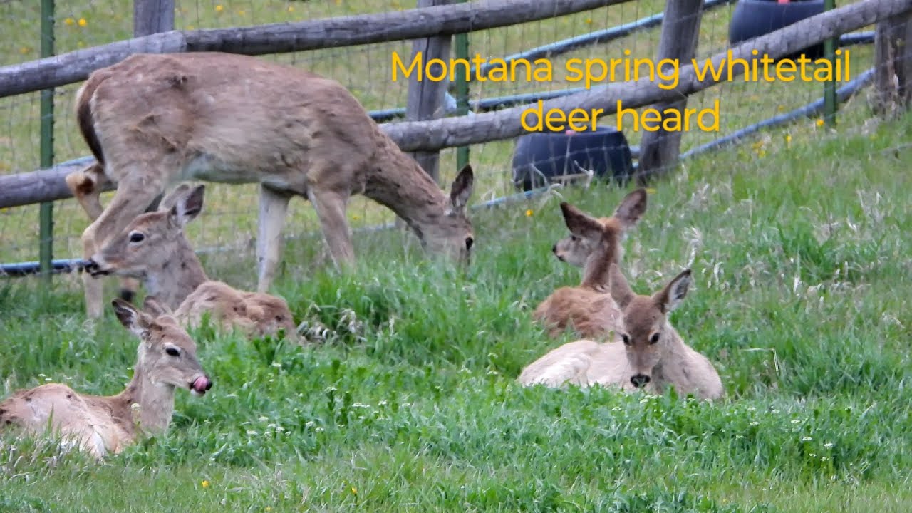 Montana Spring Whitetail Deer - YouTube