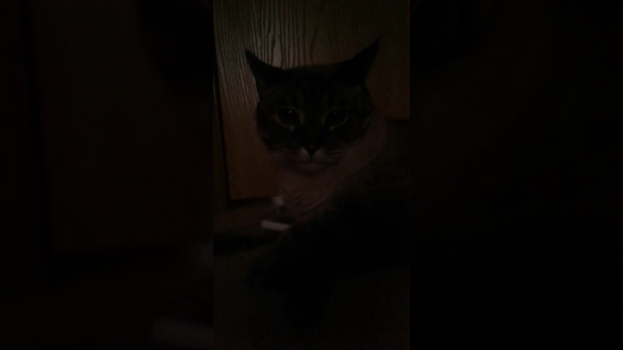 Savage cat - YouTube