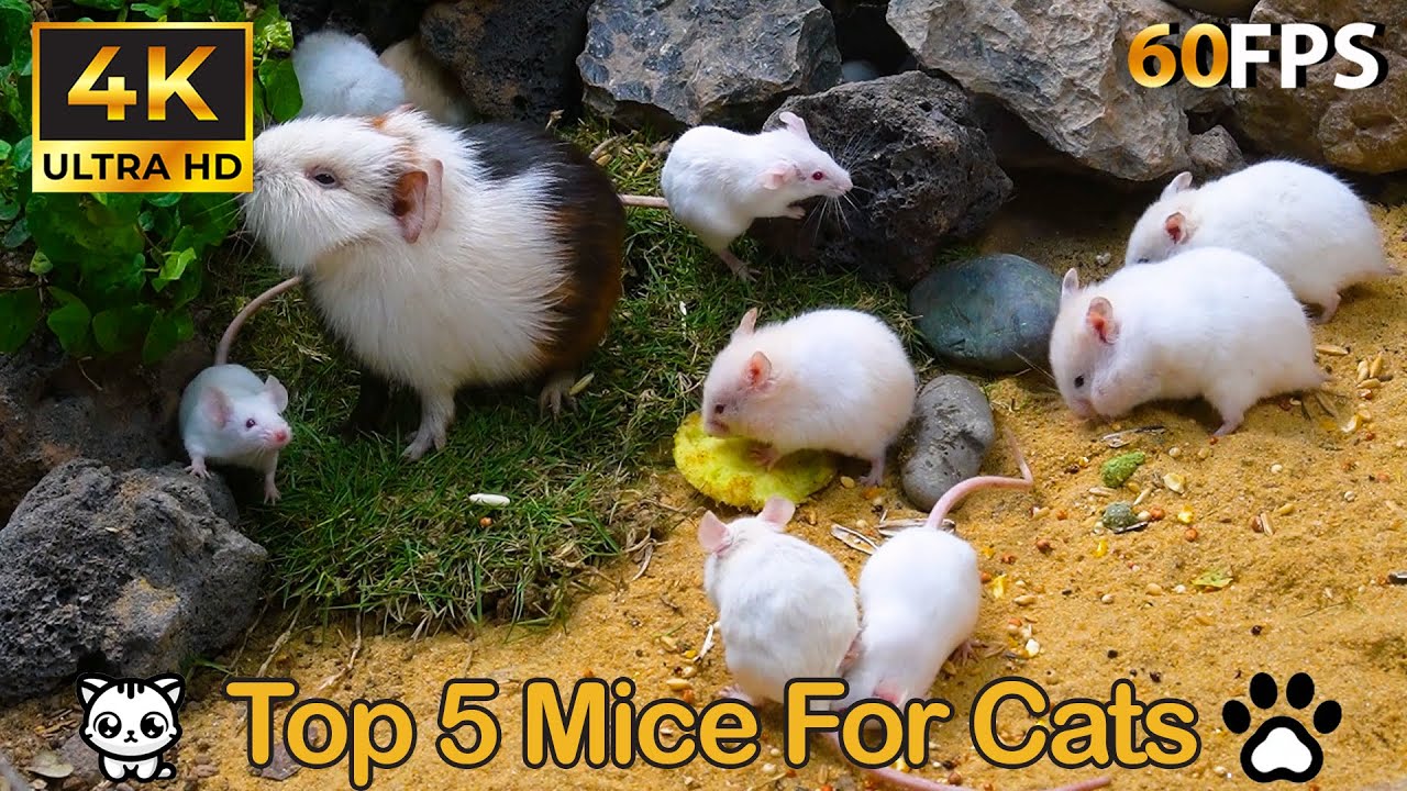 Top 5 Mice That Keep Cats Hooked All Day 😻: Non-Stop Fun & Excitement ...