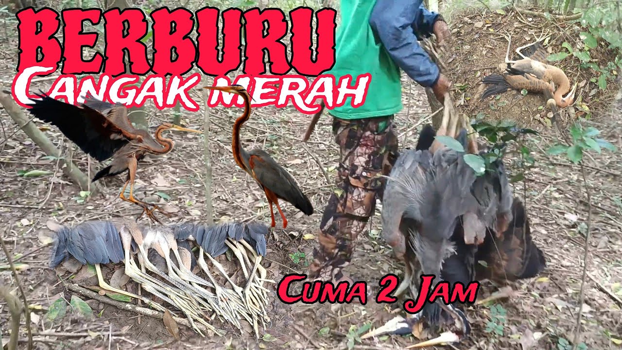 Berburu Cangak Merah 🔴 Cuma 2 Jam Cukup Untuk 1 kampung. Over Populasi ...