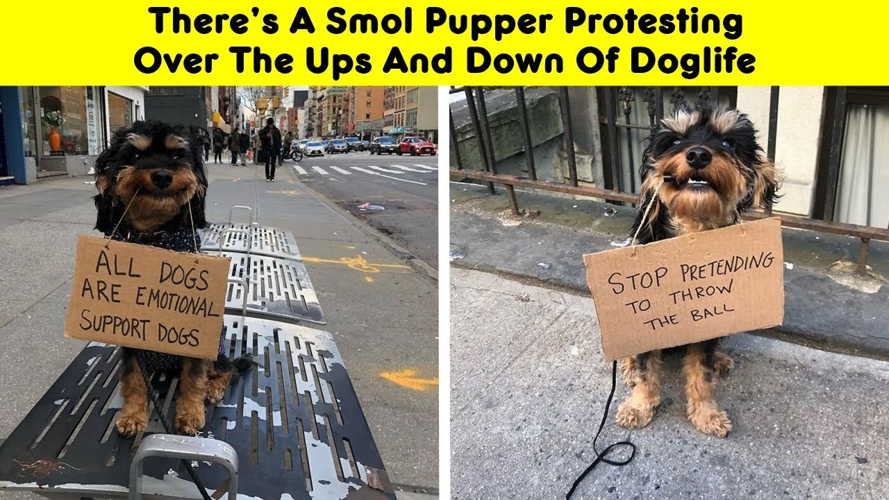 Funny Protest Signs From ‘Dog With Sign’ Who Has 174k Followers - YouTube