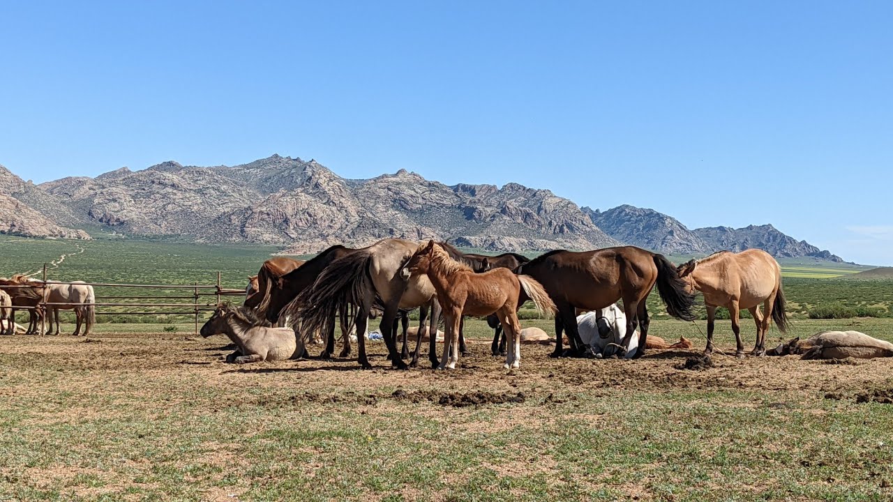 Mongolia - Khustai National Park & Small Gobi 3-Day Tour - July 2022 ...