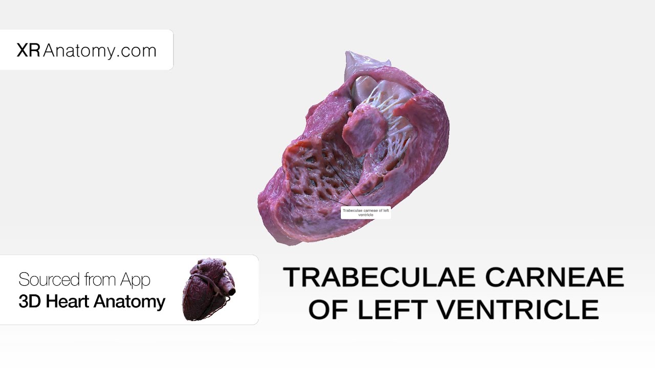 Trabeculae carneae of left ventricle - YouTube