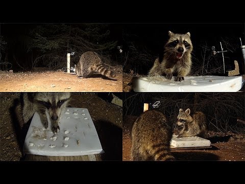 Raccoon GoPro Feeder - Part 1 - "Sans Finds the Feeder First" - YouTube