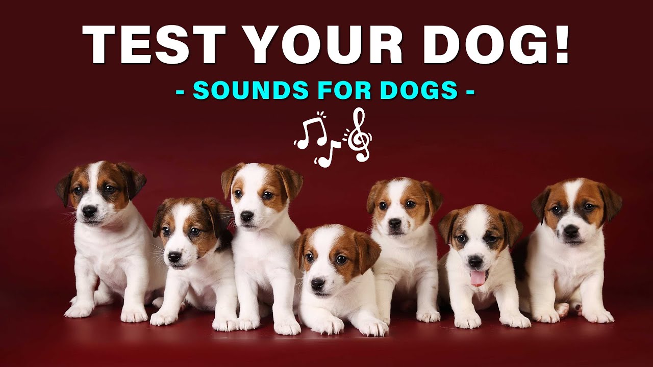 Sounds for Dogs - TEST your Dog With These Amazing Sounds!🐶🎵 - YouTube