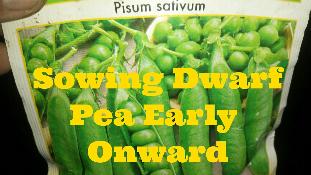 Sowing Dwarf Pea Early Onward - YouTube