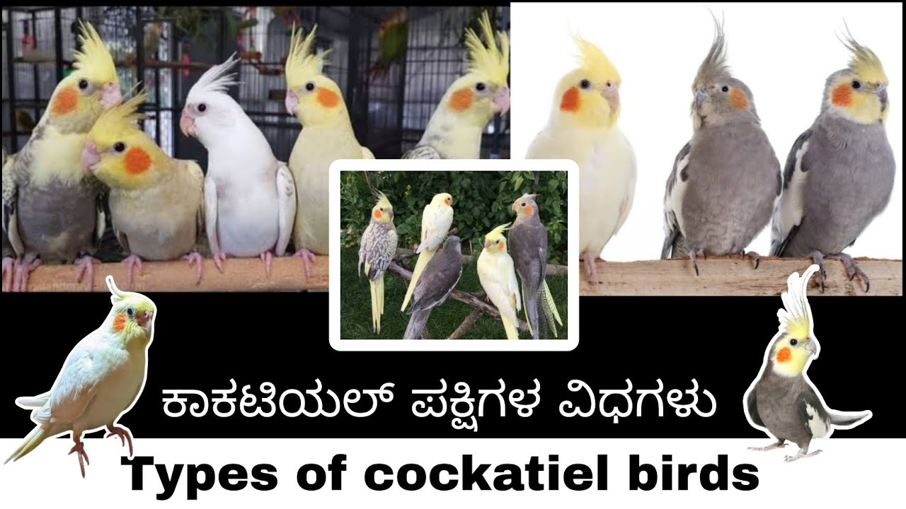 Types of cockatiel birds | cockatiel bird variety | FINS & WINGS ...