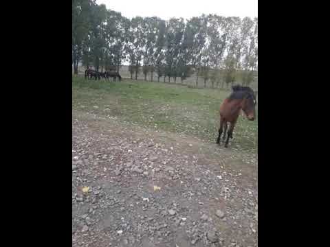 At fermasi cins atlar