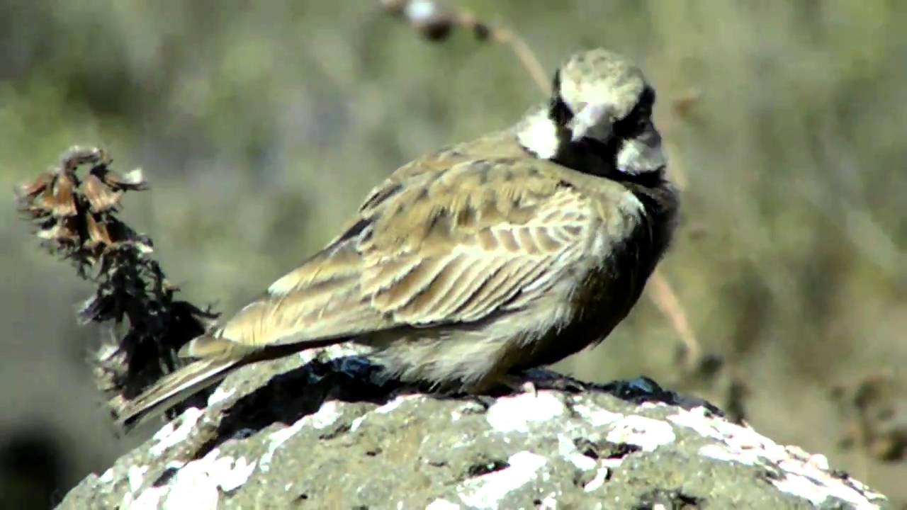 Ashy Crowned Sparrow Lark Male - YouTube