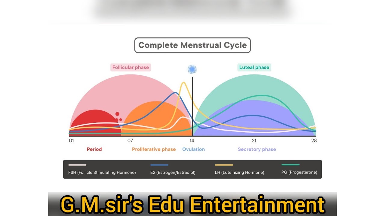 Menstrual Cycle | class 12th Biology|hormones roles in Menstrual cycle ...