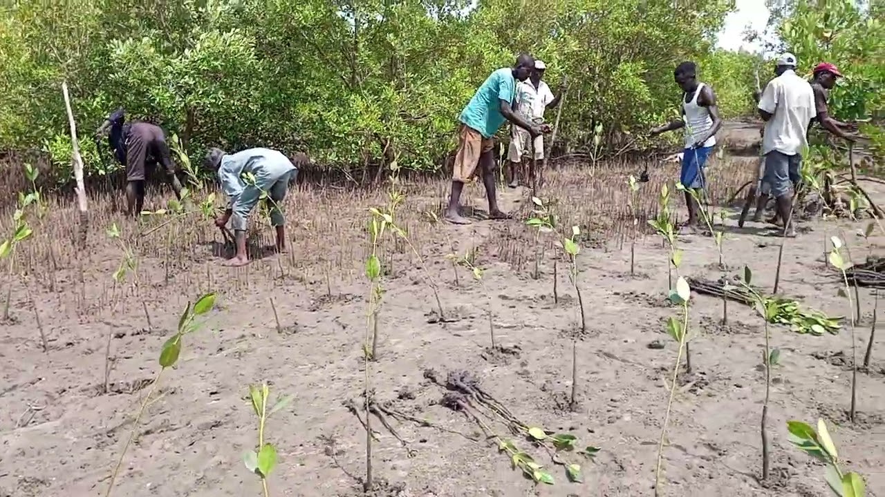 MANGROVE PLANTING AT MARERENI, KENYA - YouTube