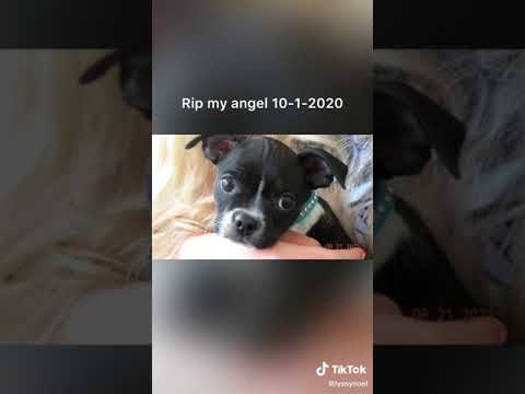 R.I.P trixie (10/1/20)