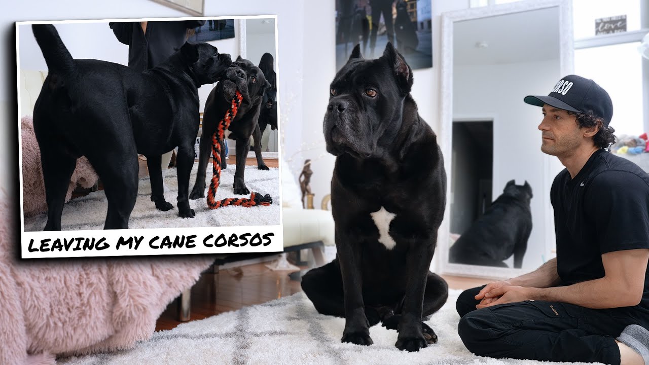 Leaving Our Cane Corsos Behind - YouTube