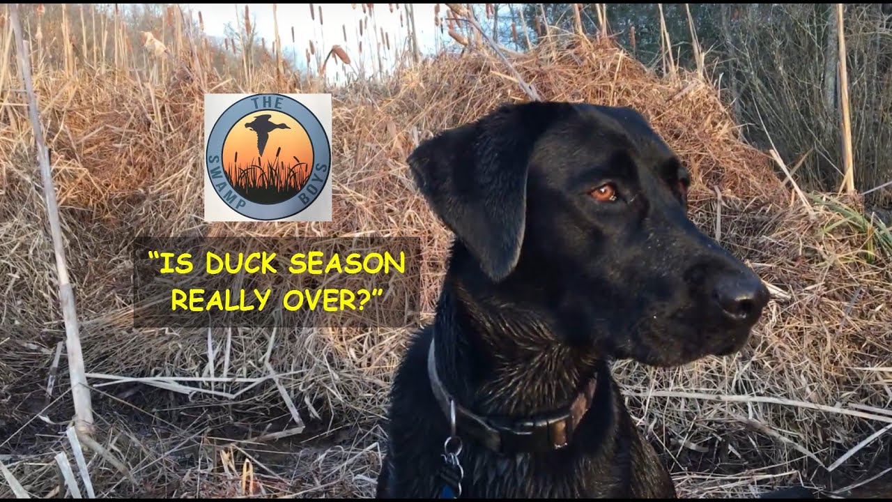 February Duck Depression - YouTube