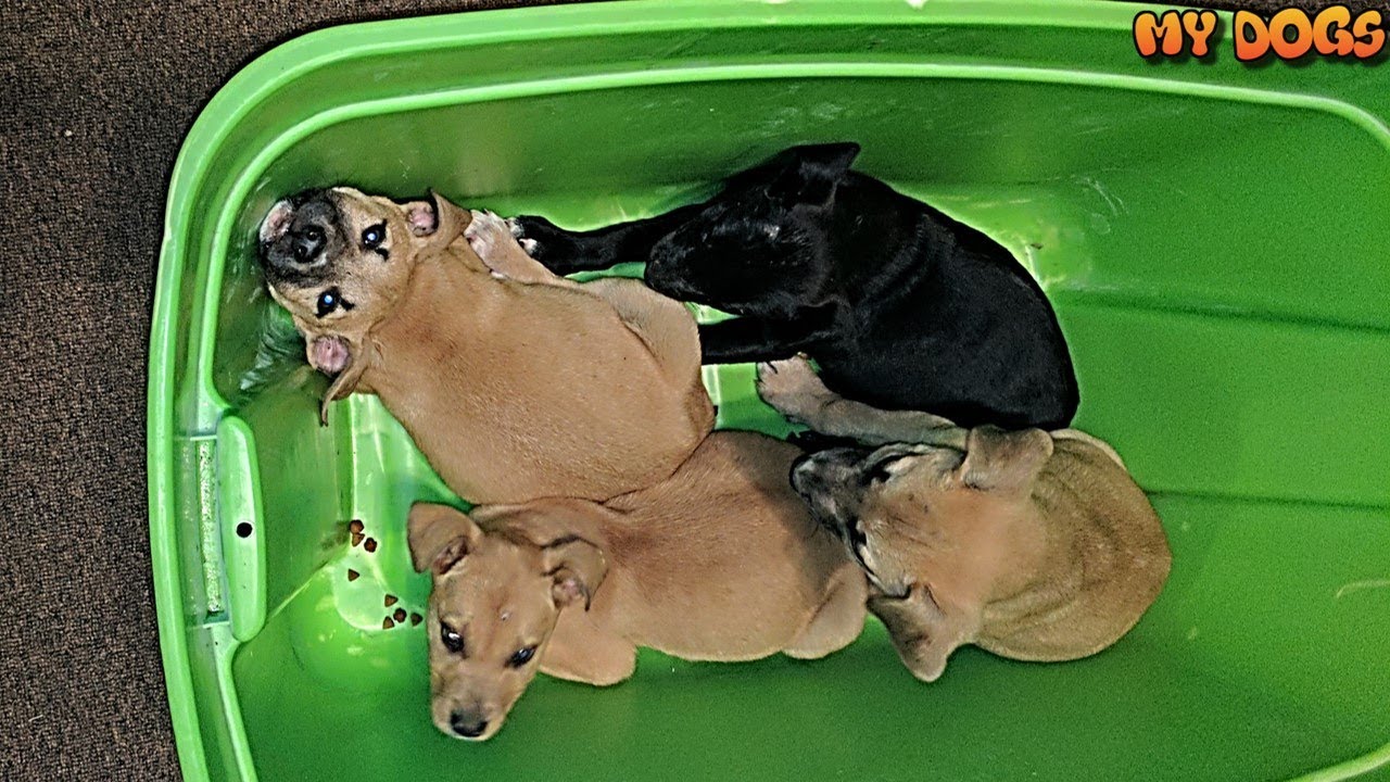 Rescue a Homeless Puppies Scared and Starved. - YouTube