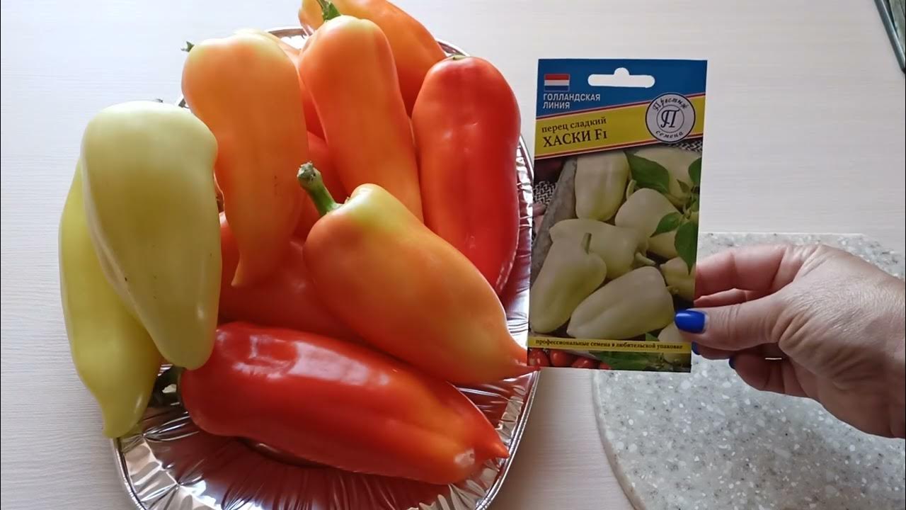 Сладкий перец ХАСКИ из семян F2 порадовал урожаем.м-н ДАЧА г.Каменск ...