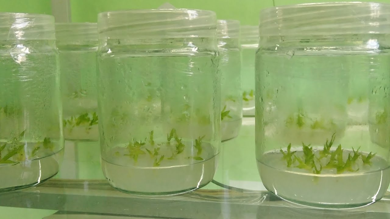 Multiplikasi pada Kultur Jaringan Tanaman Anggrek - YouTube