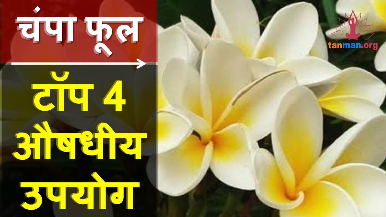 चंपा के फूल की जानकारी और टॉप 4 औषधीय उपयोग | champa phool ke fayde ...