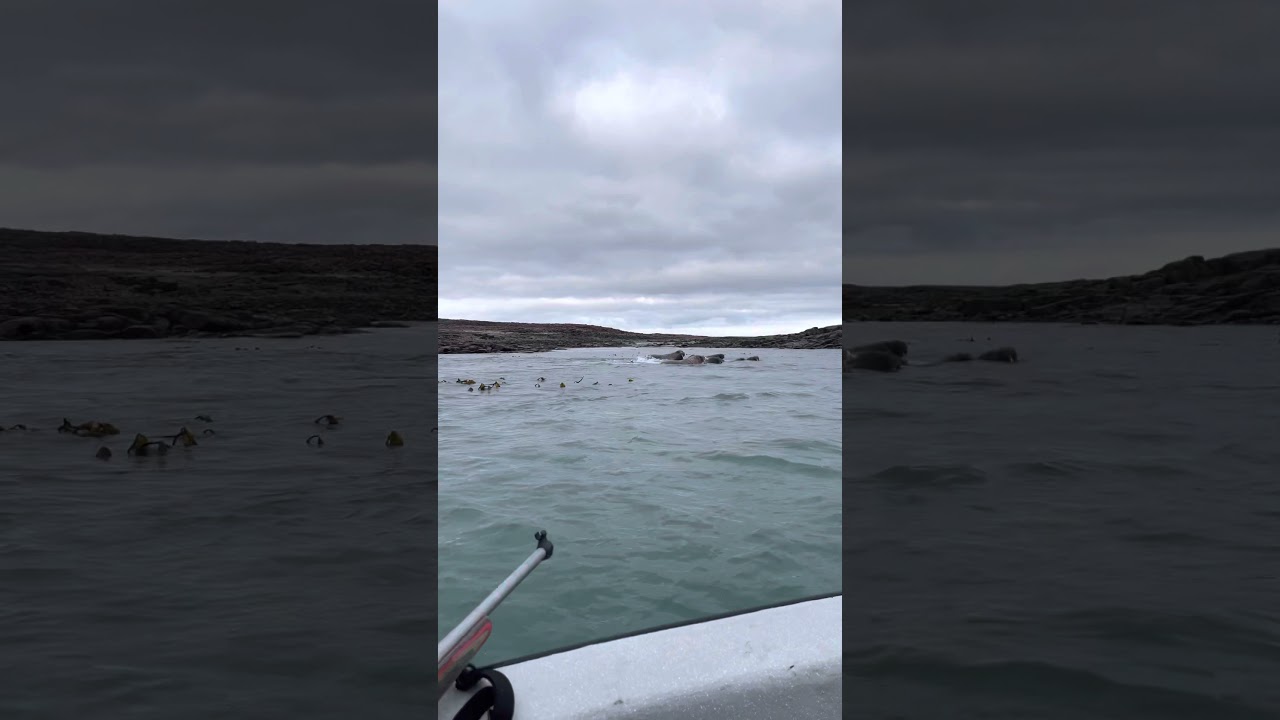 Inuit Walrus Hunting - YouTube
