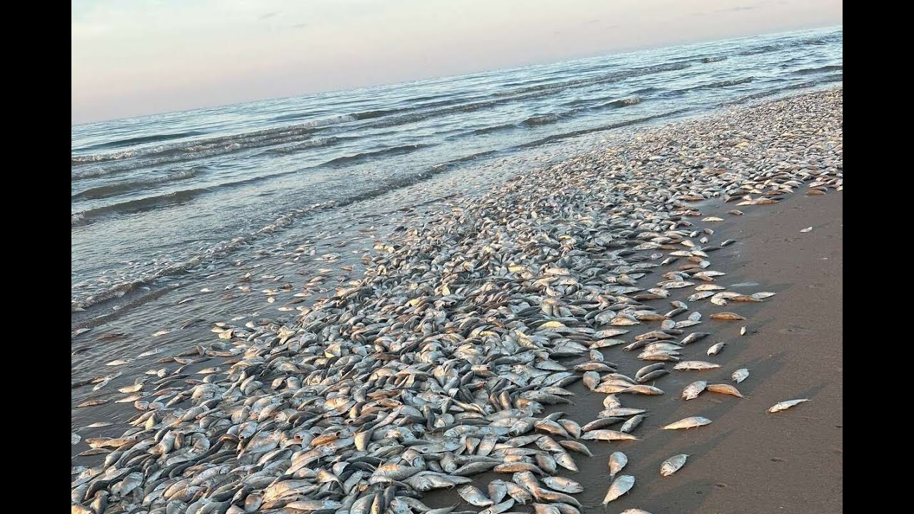 Kalluun tiro badan oo badda ku dhintay. - YouTube