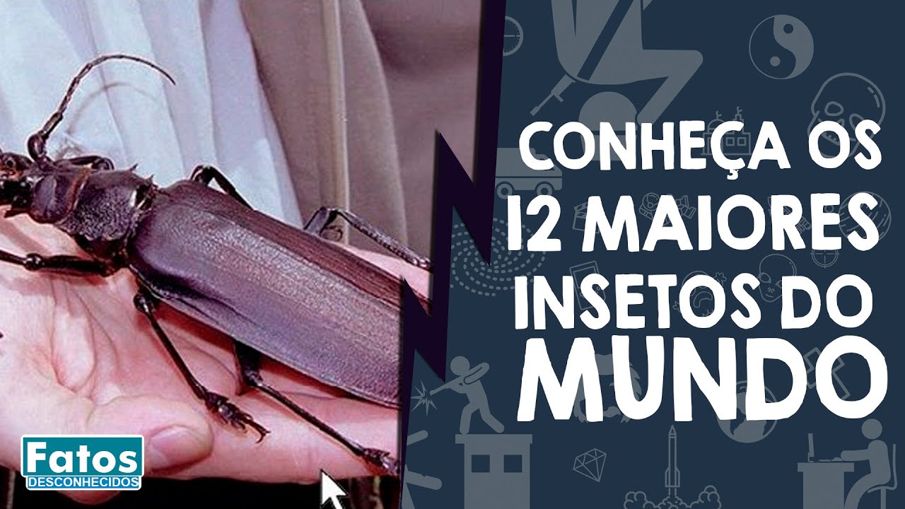 Conheça os 12 maiores insetos do mundo. - YouTube