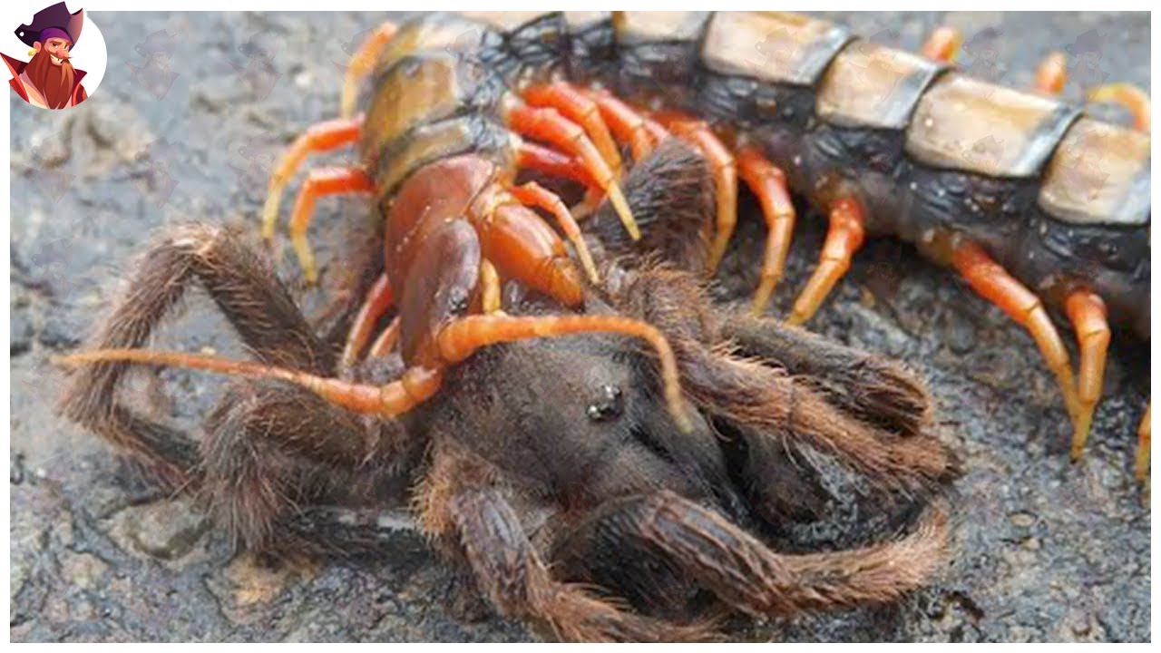 15 PELEAS MORTALES EN EL REINO DE LOS INSECTOS - YouTube