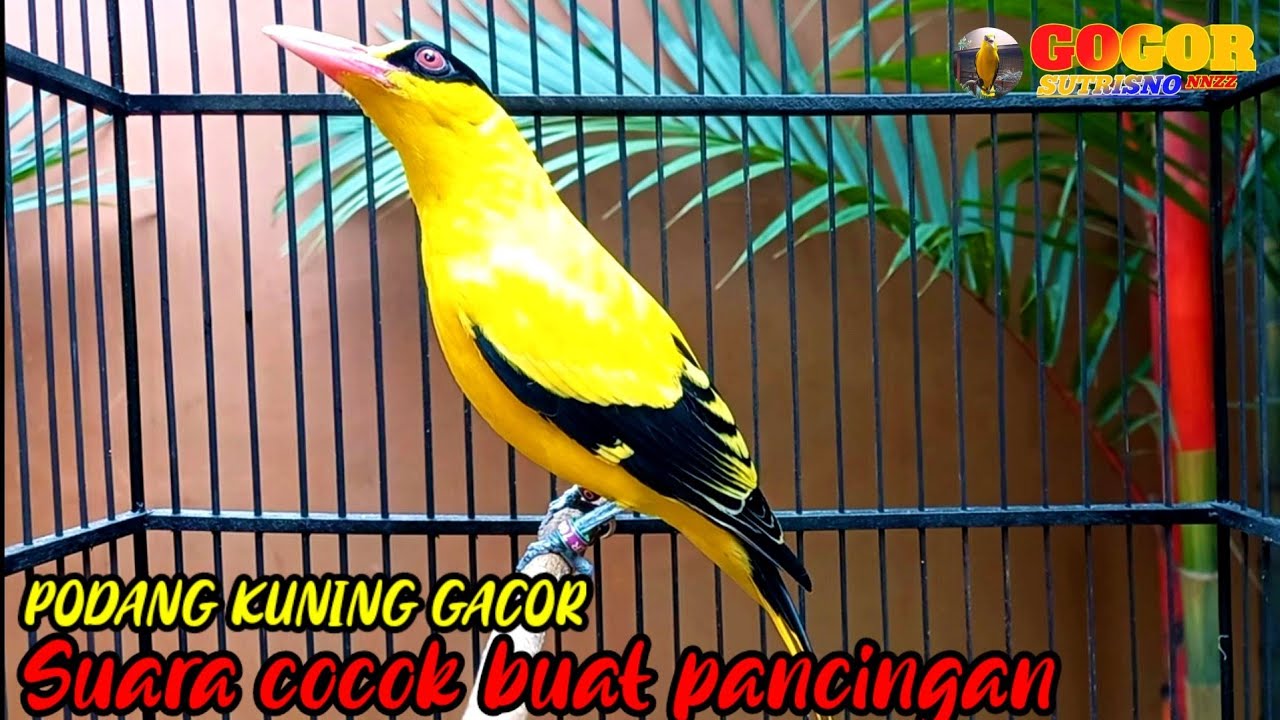 Podang kuning gacor, Suara burung kepodang emas gacor cocok buat ...