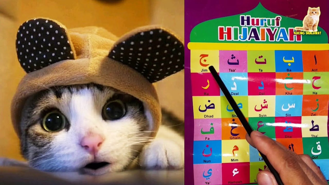 KUCING PINTAR MENGAJI HURUF HIJAIYAH | Kucing Sholawat - YouTube