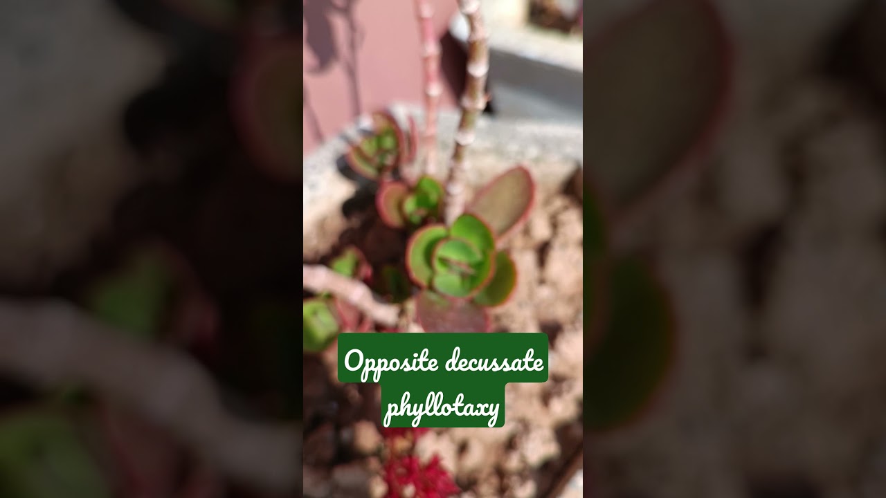 Opposite decussate phyllotaxy - YouTube