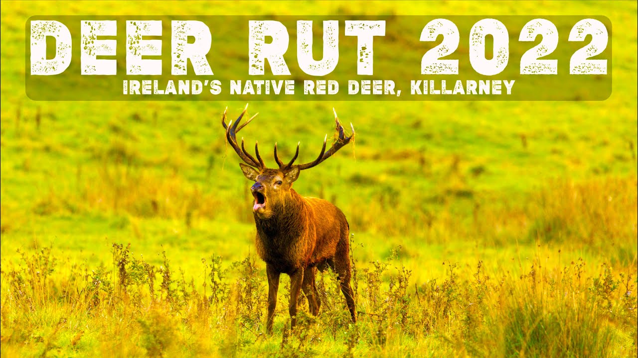 Irelands Native Red Deer Rut 2022 | Wildlife Photography with Sigma 150 ...