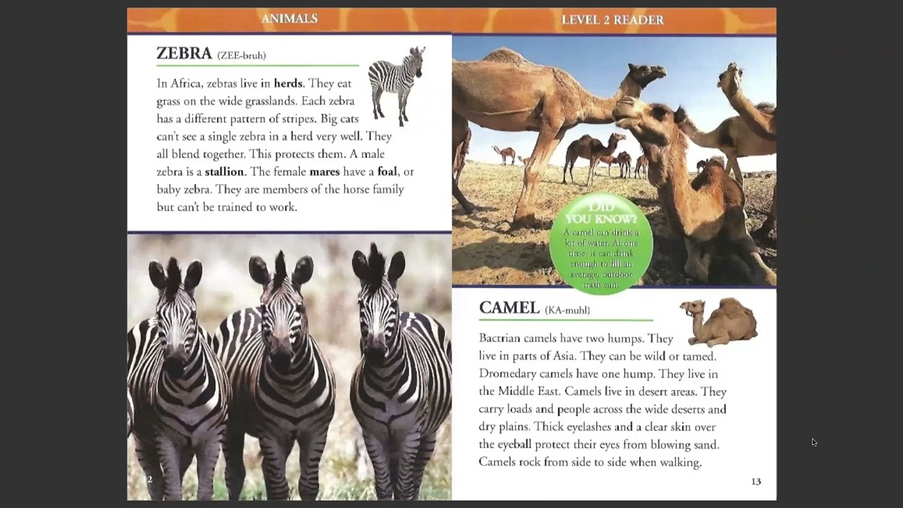 Animals: Zebra and Camel - YouTube