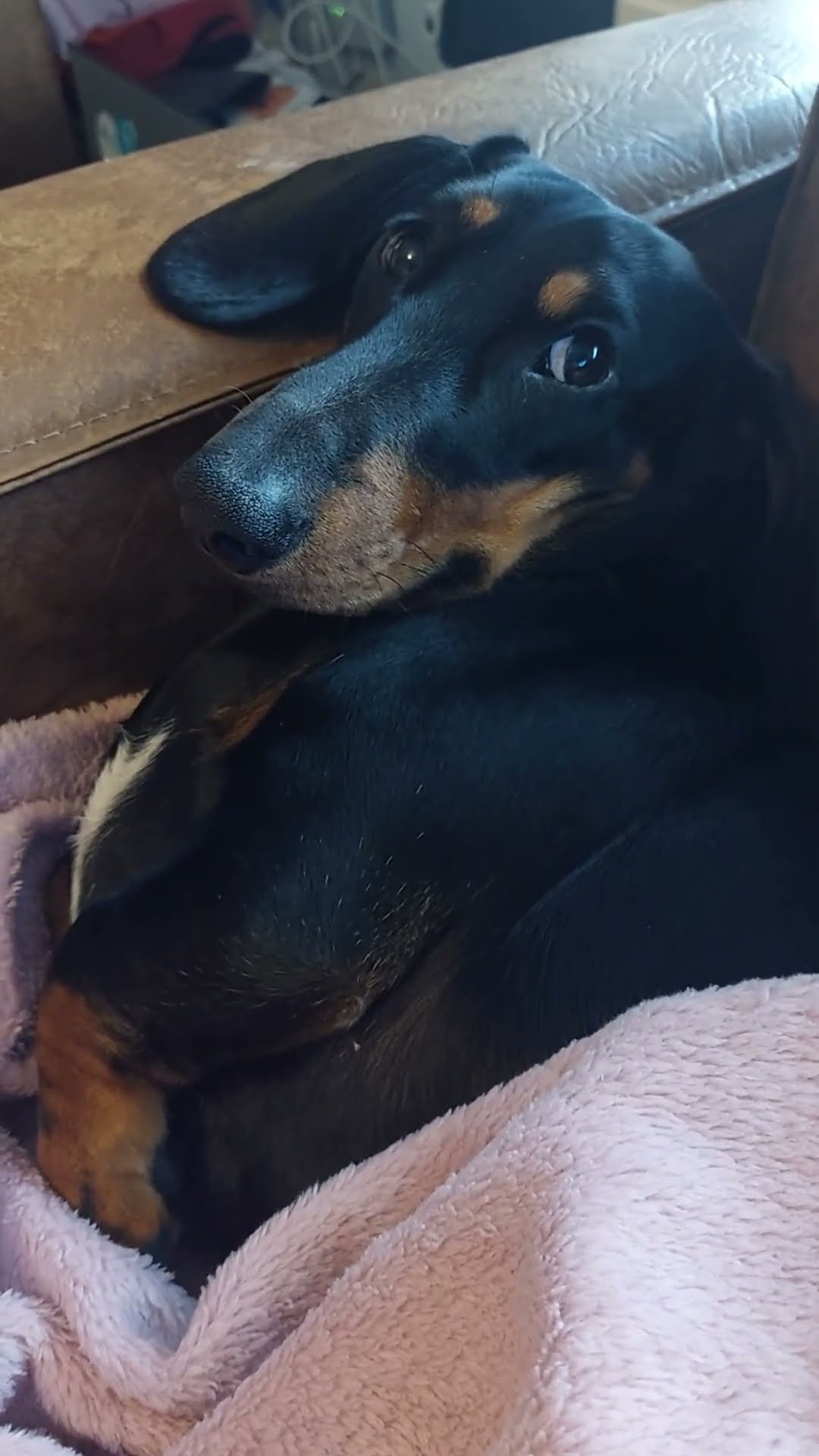 did you know 🫣 #dog #funny #cute #dogs #funnydogs #daschund #love # ...