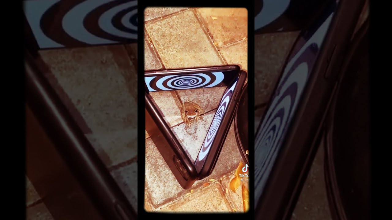How to hypnotize a frog with three cellphones #nature #youtube #tiktok ...
