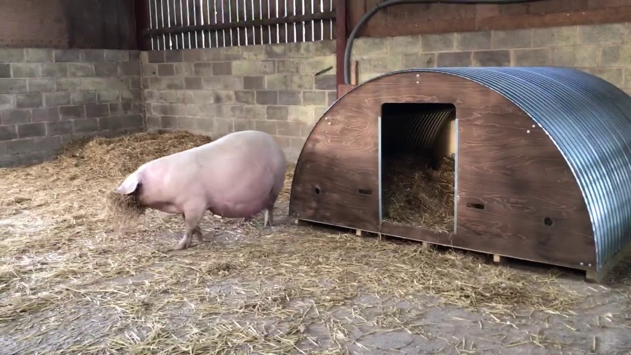 Pigs definitely build nests ... and where ‘they’ want to at Middle Farm ...