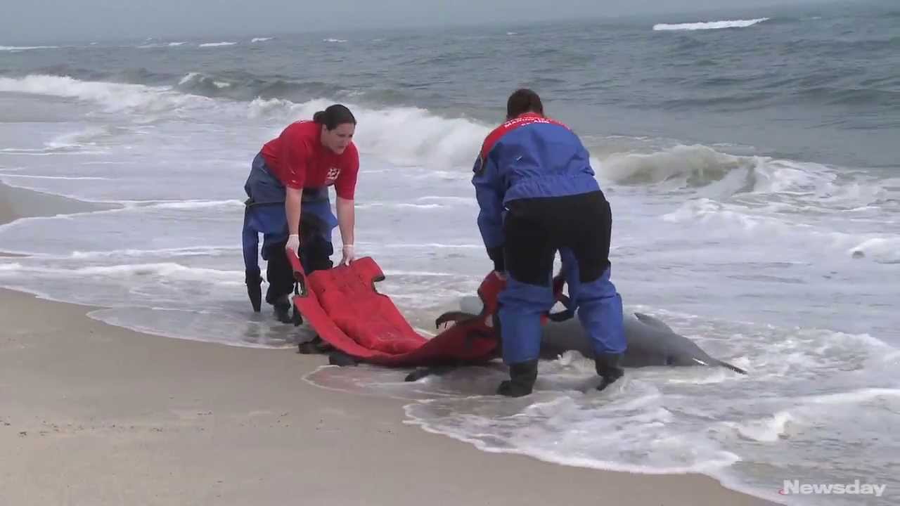 Dolphin washes ashore on Jones Beach - YouTube