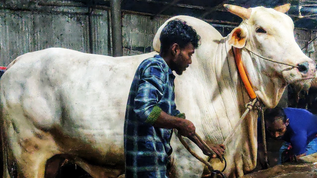Gorgeous Nukra color bull • Biggest Hasha Bull In Bangladesh • Eid UL ...