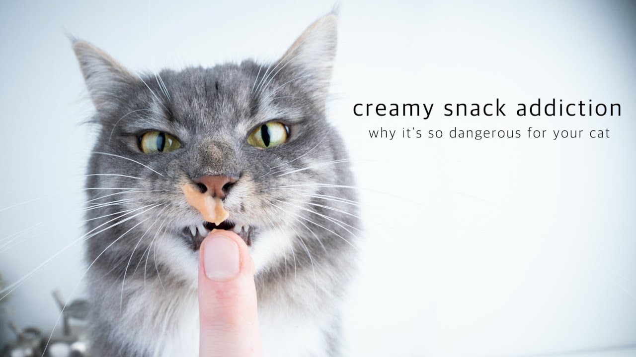 Creamy Snack Addiction | the most dangerous Cat Food! - YouTube