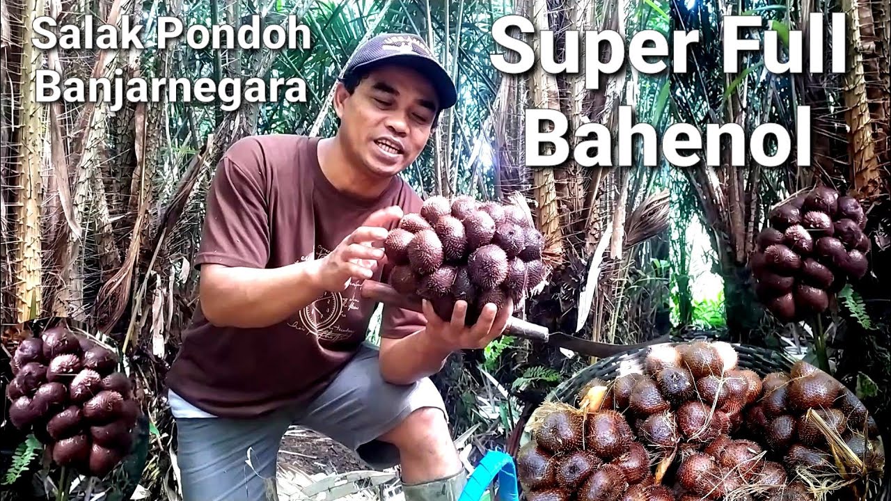 Salak Pondoh Panen Sendiri Mau di Kirim Keluar Negeri - YouTube