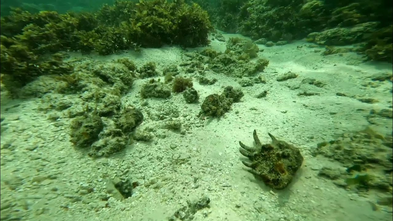 RANGA-RANGA SEA SHELLS | masarap sa adobo - YouTube