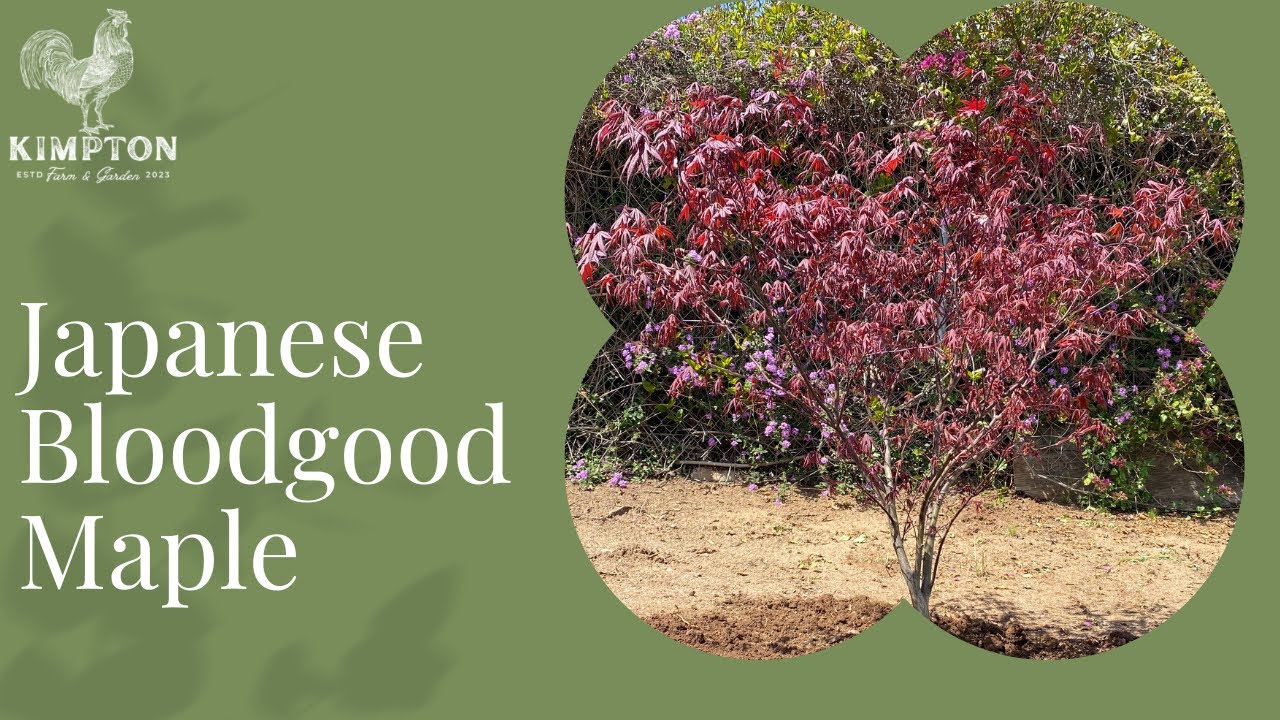 Planting Bloodgood Japanese Maple Tree🍁// Kimpton Farm & Garden - YouTube