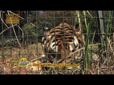 Wild Animal Weekend Siberian Tiger