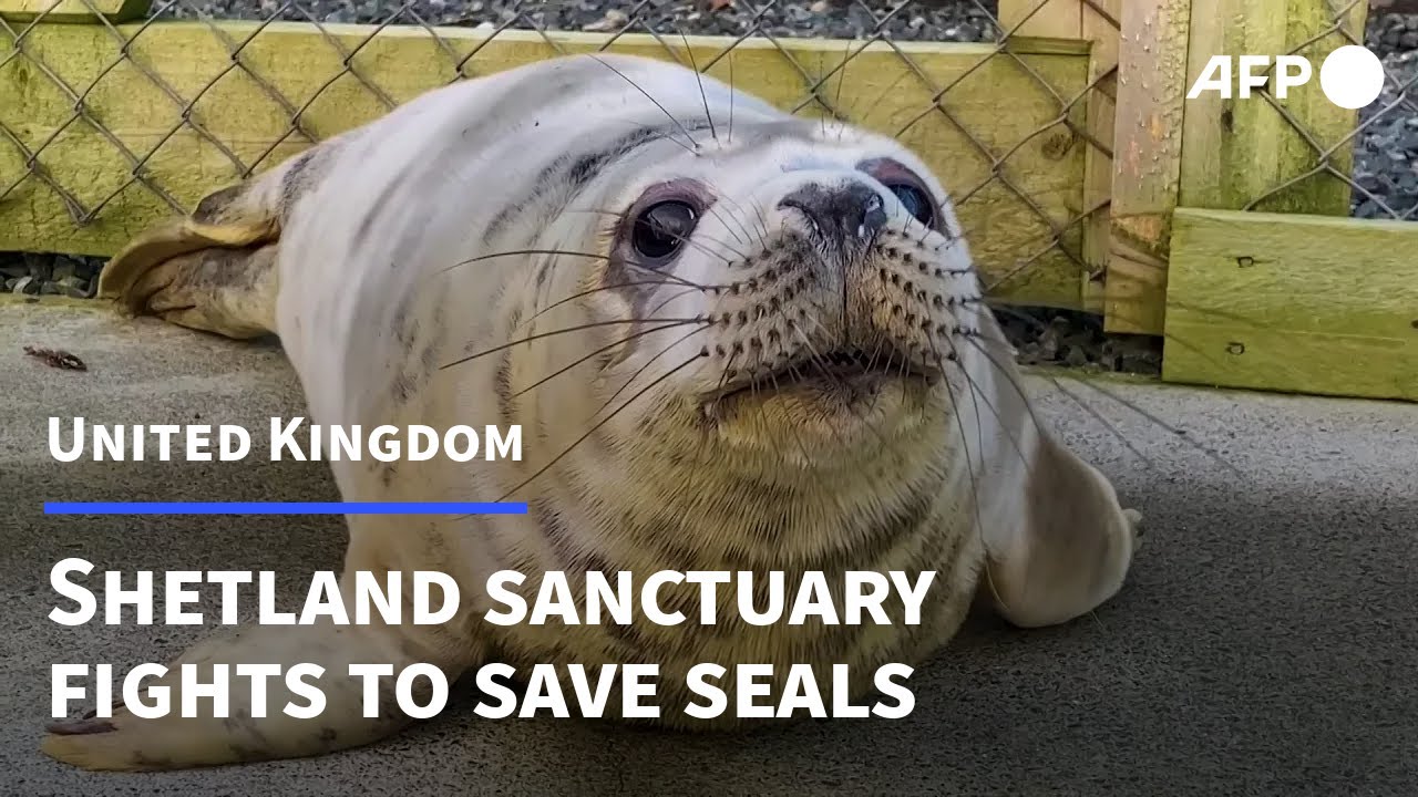 Shetland sanctuary fights to save seals as pollution takes toll | AFP ...