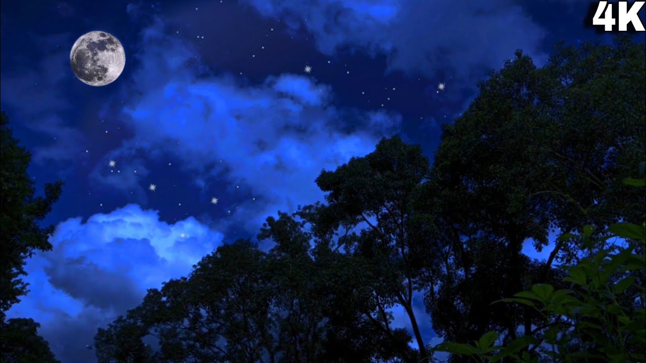 Relaxation Video For Stress Relief || Night Nature Sounds + Relaxing ...