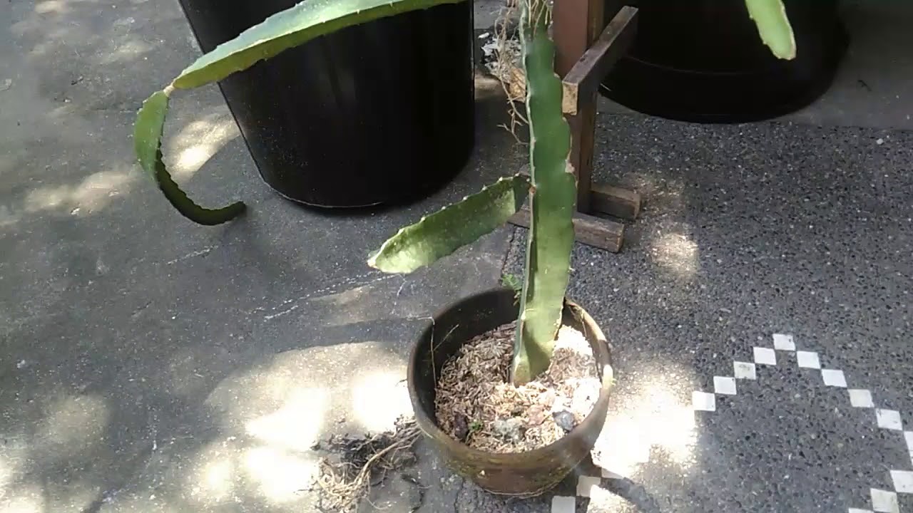 Growing Dragon fruit (Pitahaya/Pitaya) in container with post - YouTube