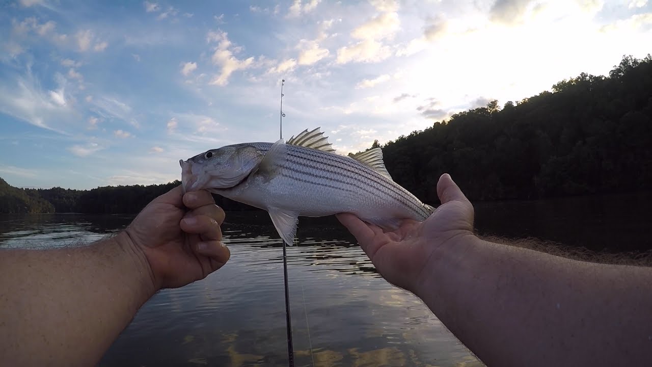 The STRIPERS are coming! The STRIPERS are coming! - YouTube