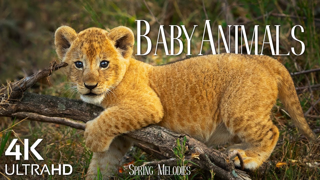 Baby Animals 4K - Cute Little Wild Animals With Relaxing Music, Good ...