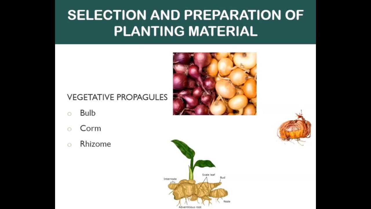 How to Select Planting Material - YouTube