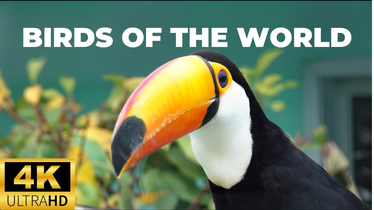Colorful Birds in the World 4K | colourful Birds new Video 4K ...
