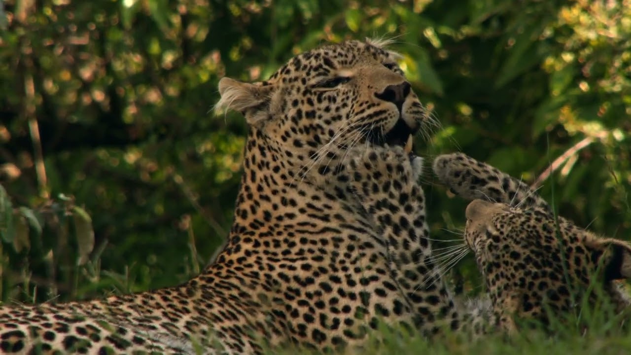 Jade Eyed Leopard - YouTube
